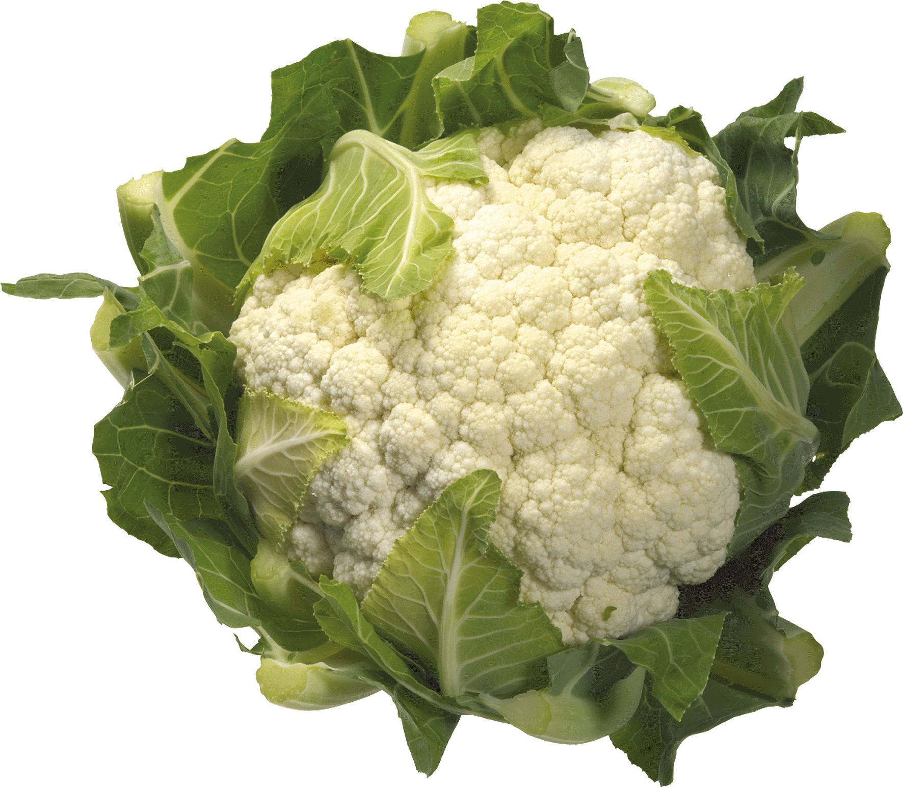 Alima - Page d'accueil